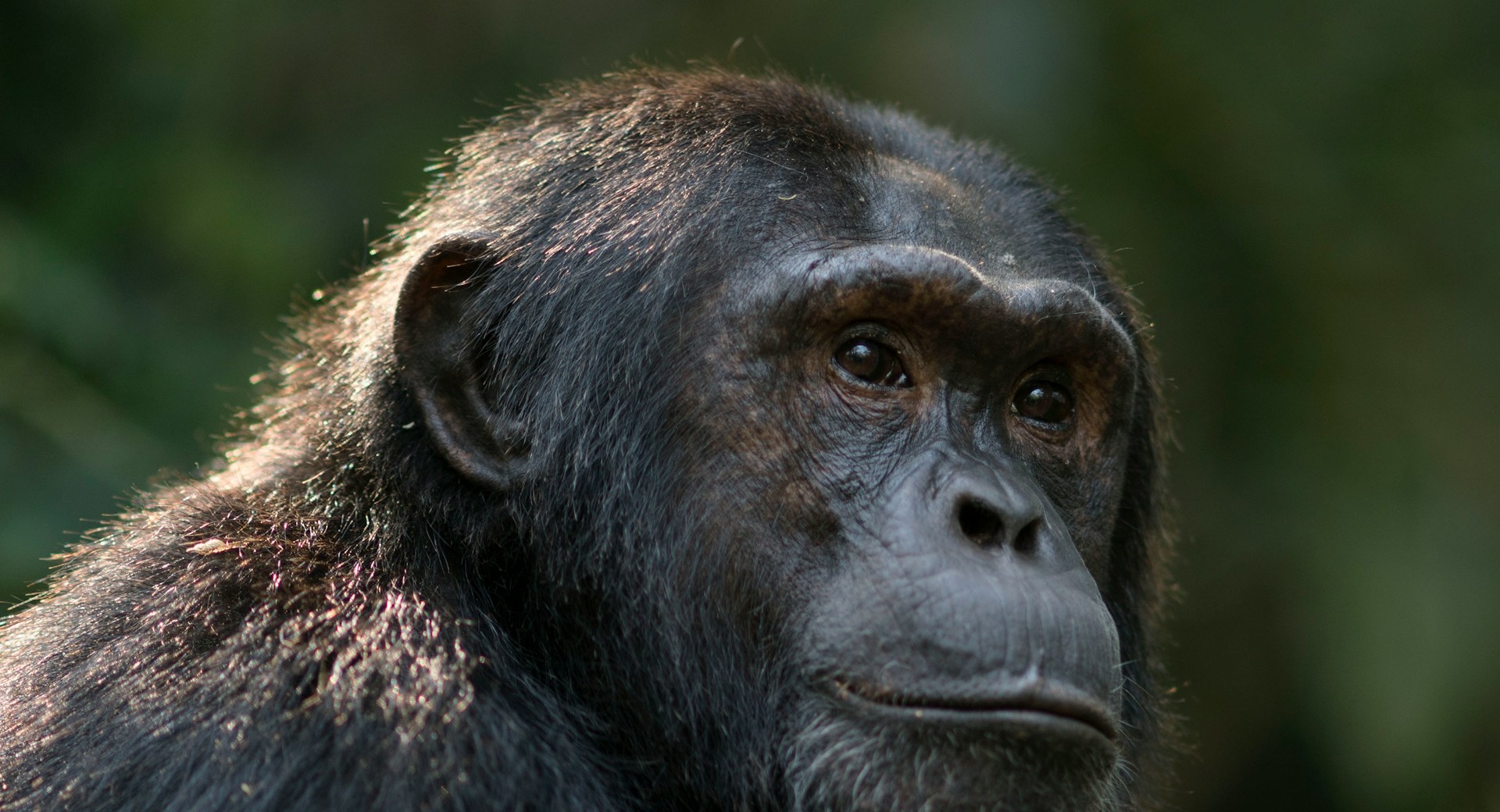 7-Day Uganda Safari | Chimps, Gorillas & Wildlife Tour