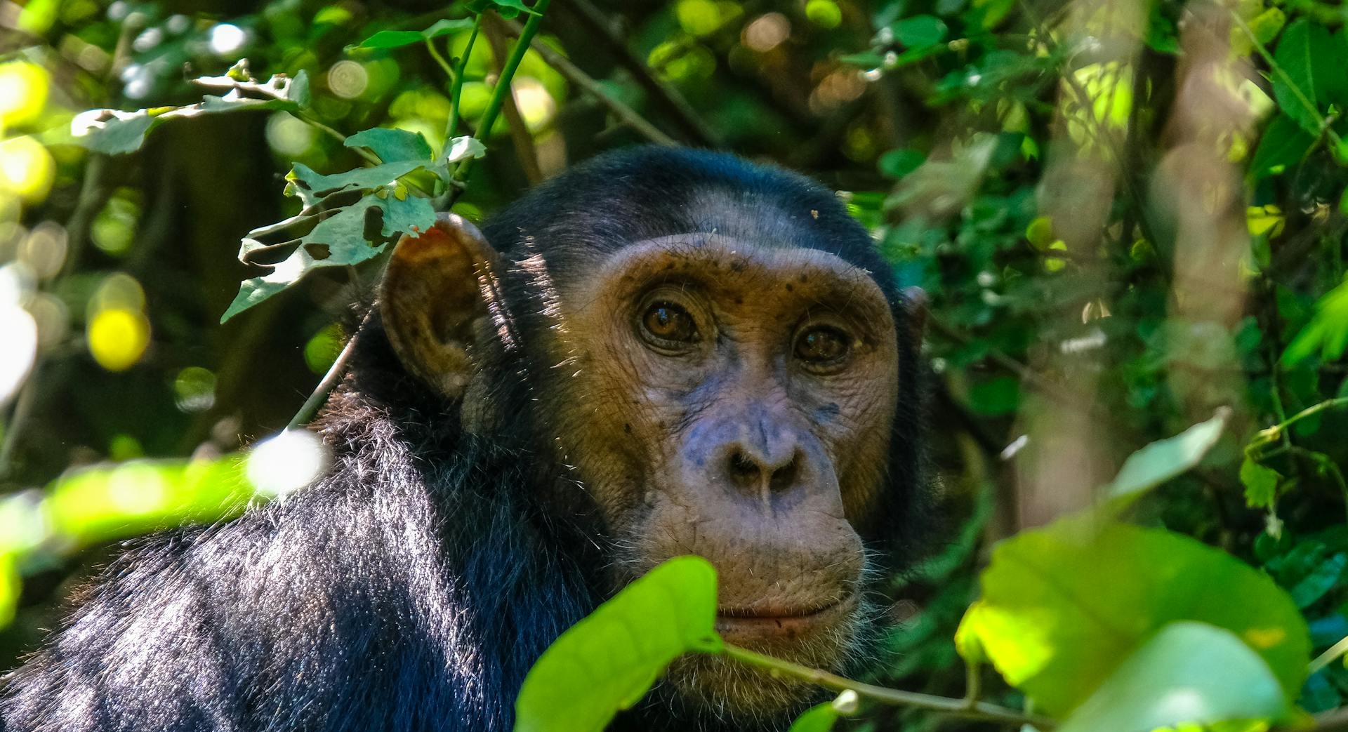 Chimpanzee Facts & Characteristics | Common Chimpanzee